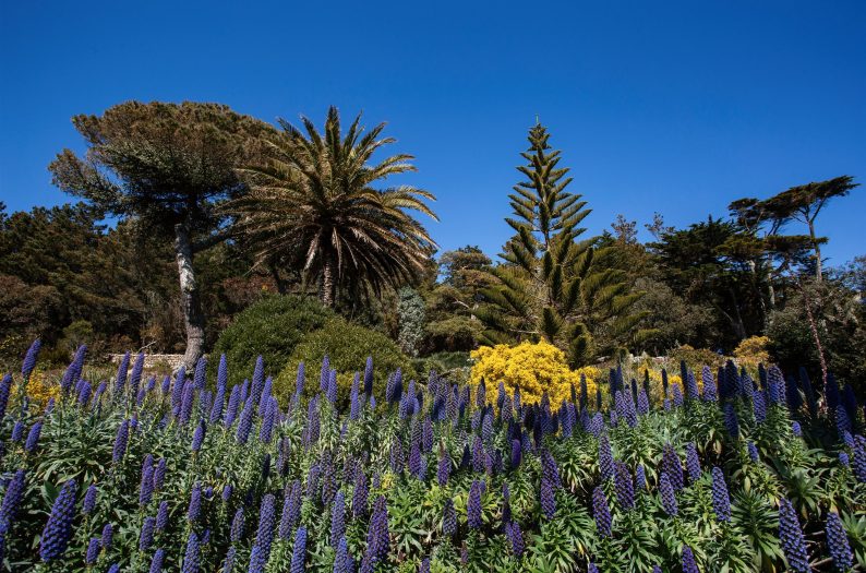 Accommodation at The New Inn, Tresco, Isles of Scilly | Tresco Island