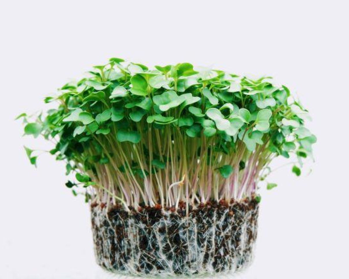 Fresh Fruit & Vegetables | Tresco Island