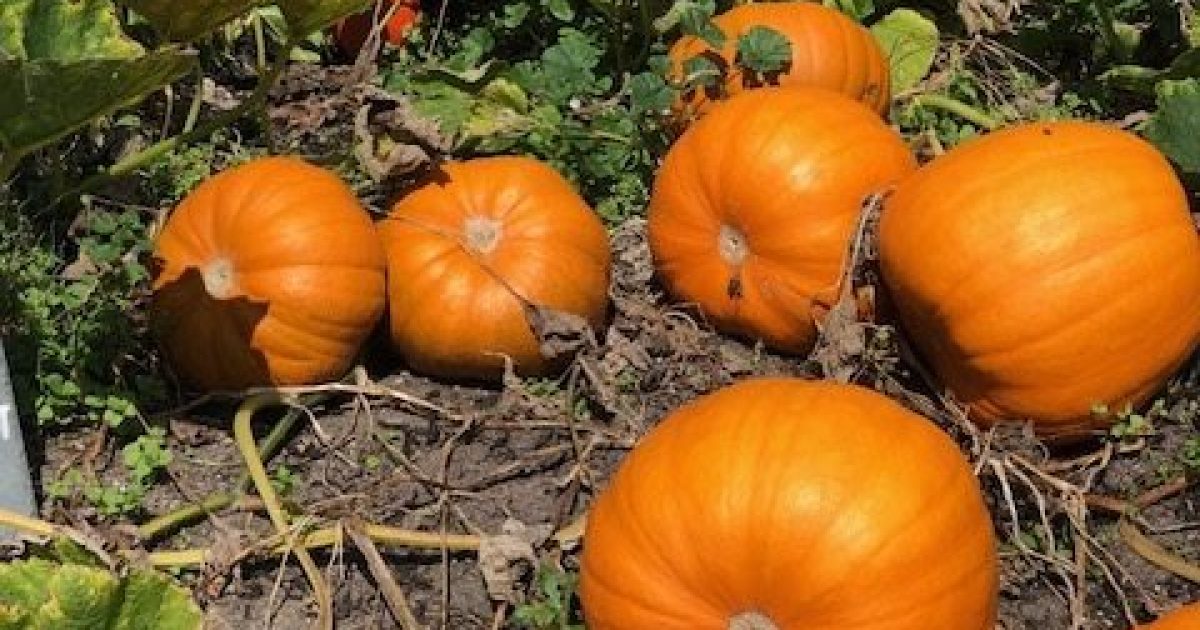 Experience October | Tresco Island