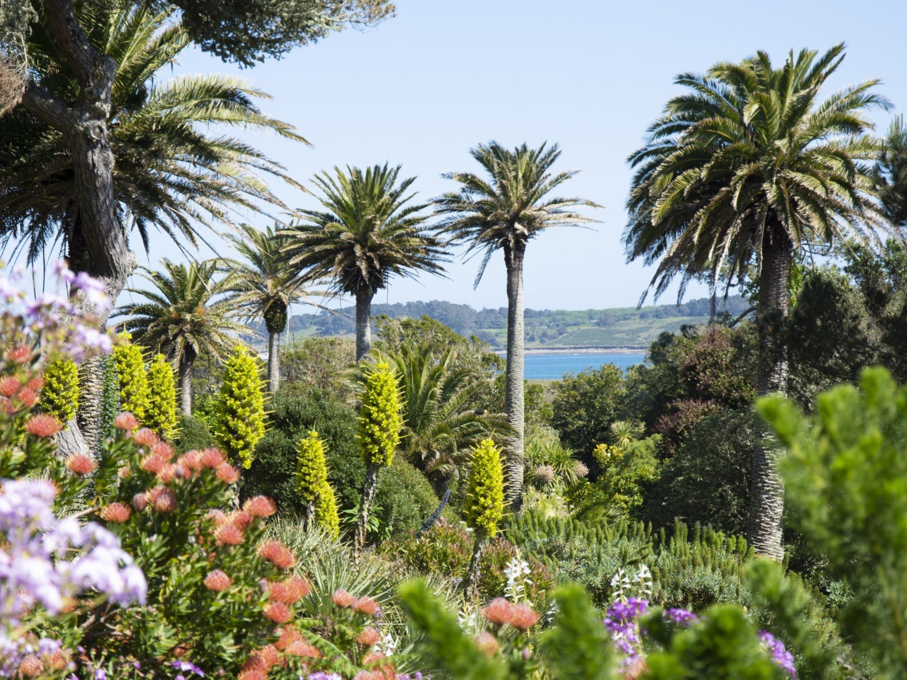 Tresco Abbey Garden - Scilly's Subtropical Gem | Tresco Island