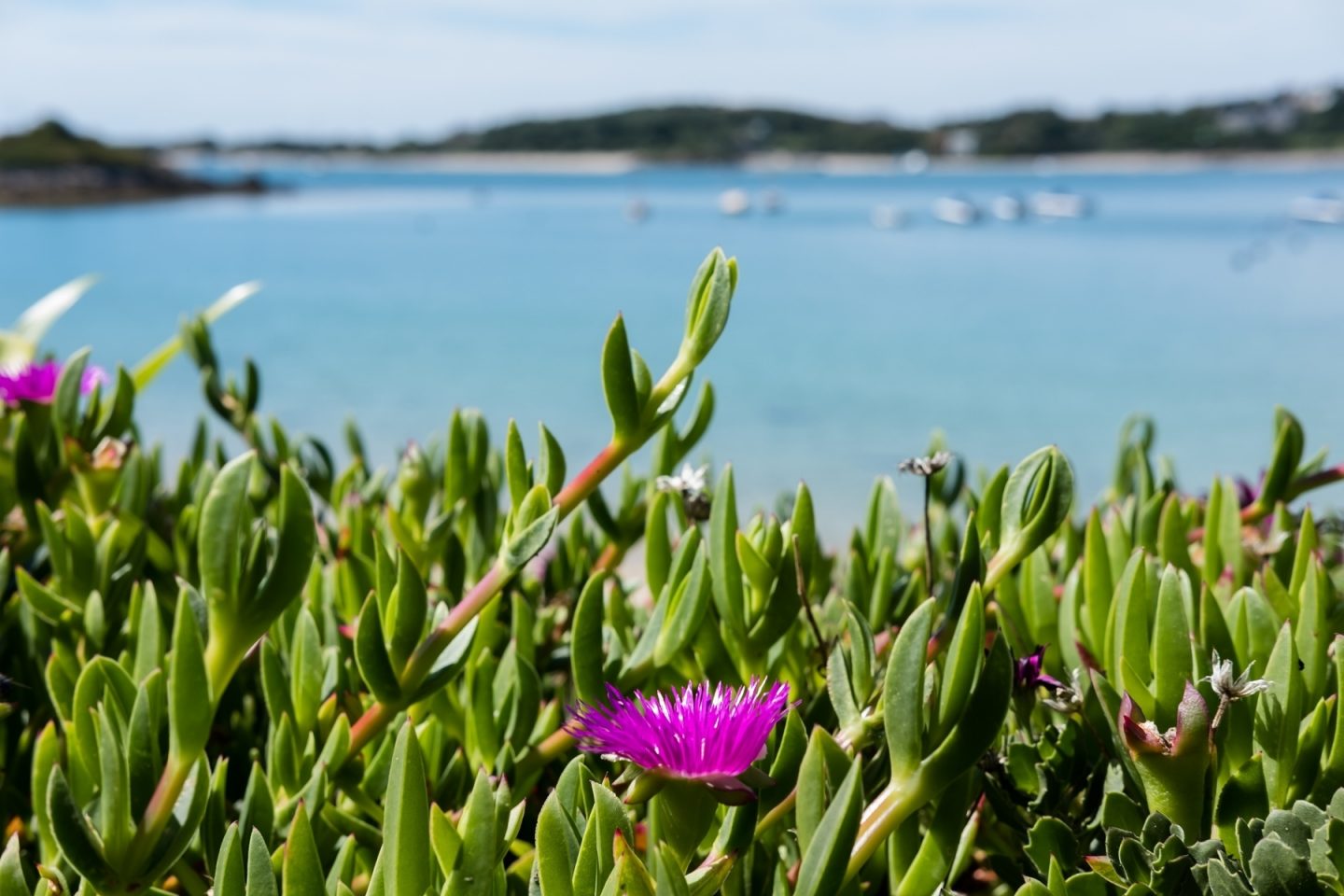 Cliff Cottage | Tresco Island