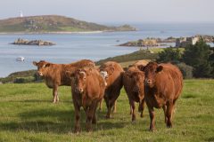 Live-In Seasonal & Permanent Jobs on the Isles of Scilly | Tresco Island